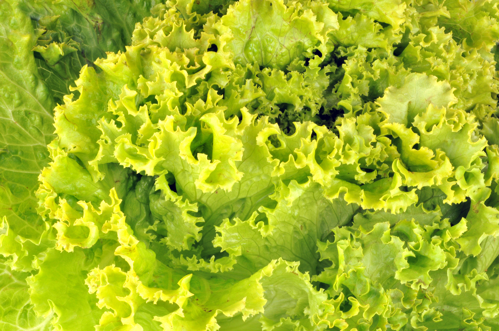 Lattuga: tipologie e caratteristiche | Garden4us